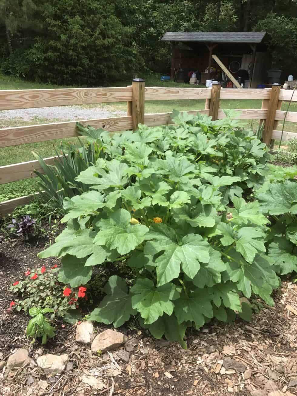 Echo Ridge Farm - Echo Ridge Farm